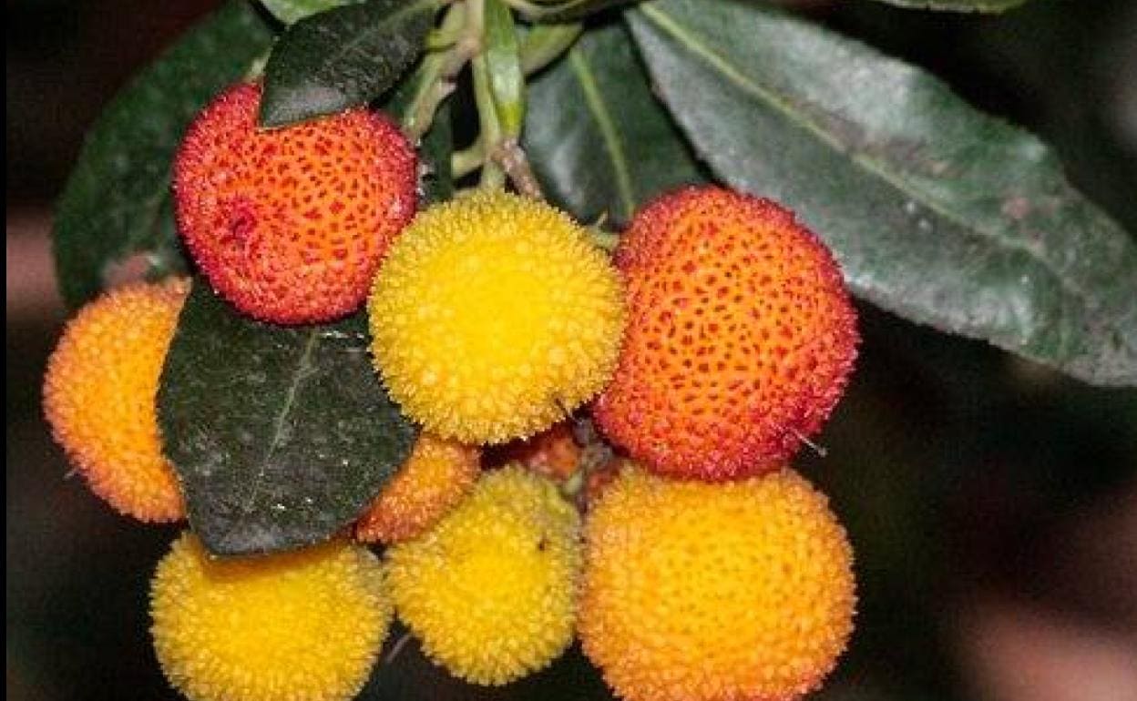 ¿Cuándo dan frutos los madroños? – Rumbera Fm